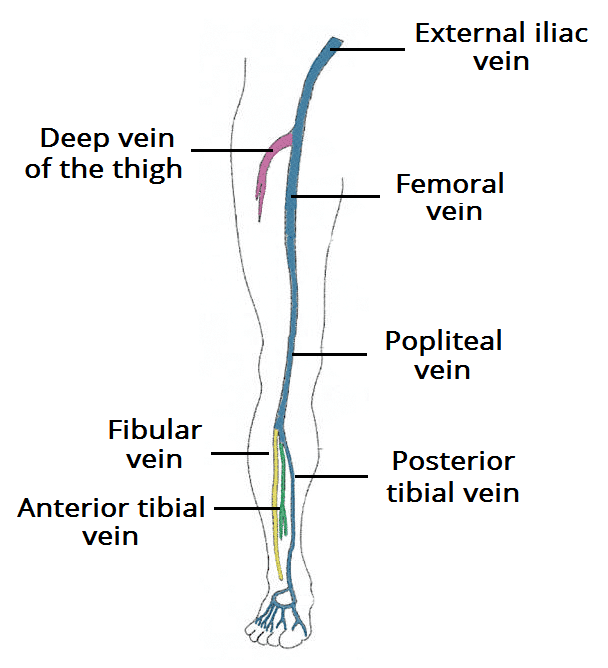 Venous Thromboembolism In Pregnancy TeachMeObGyn